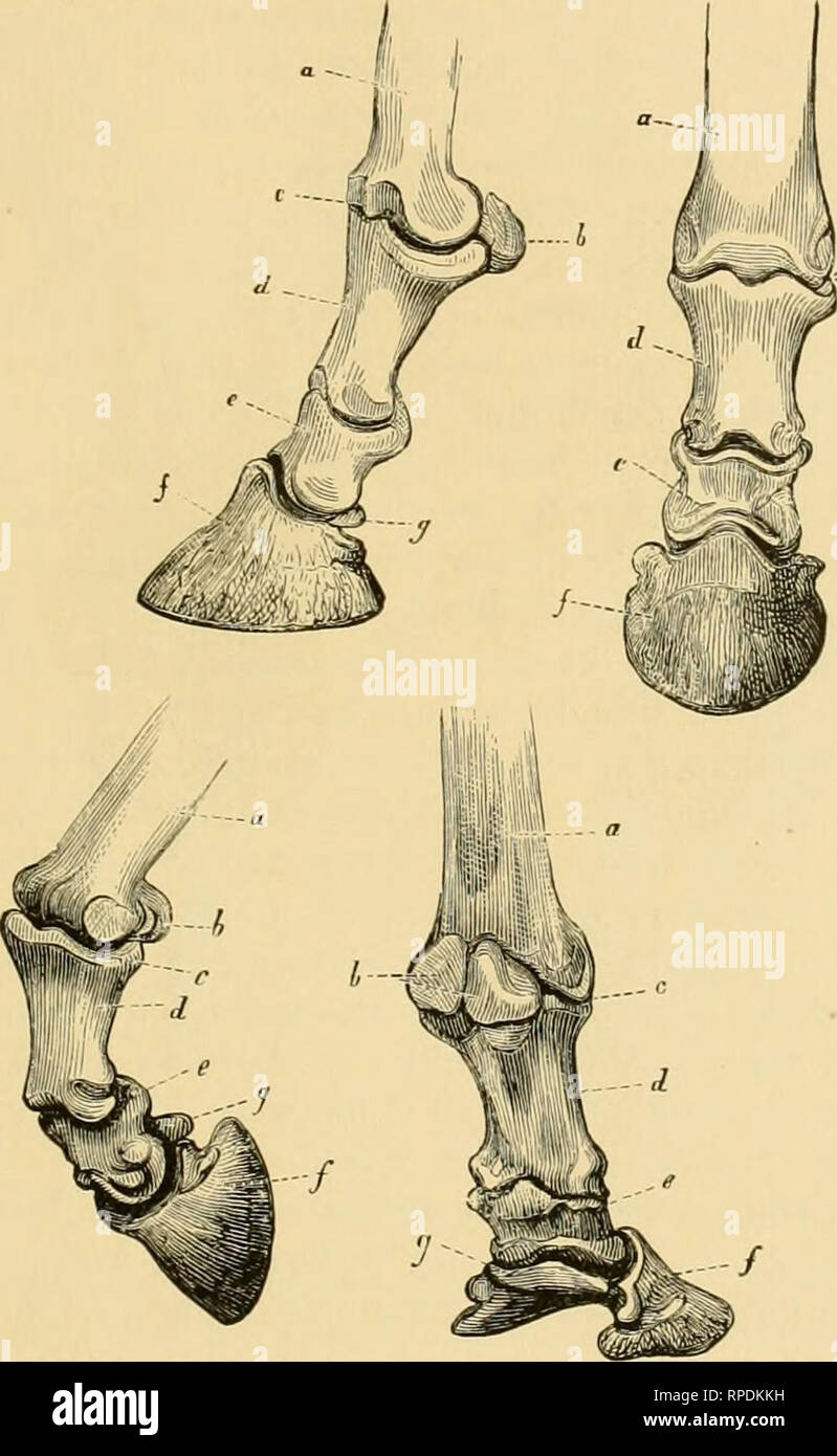 . The American farmer's pictorial cyclopedia of live stock ...