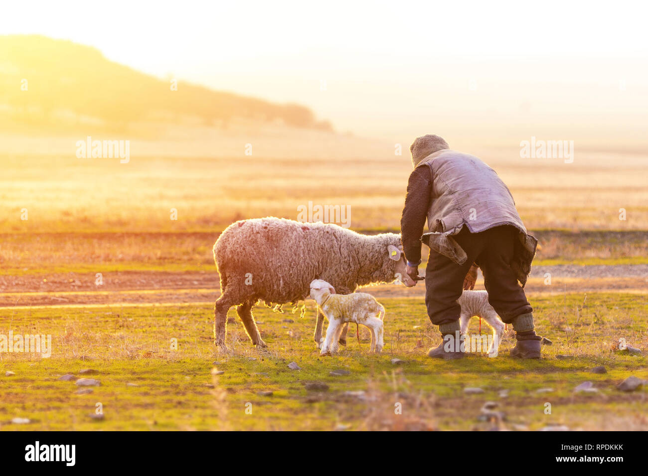 shepherd near the sheep with new born lambs on Dobrogea, Romania Stock ...