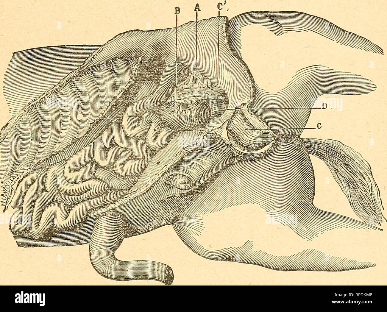 . The American farmer's horse book; a pictorial cyclopedia of facts ...