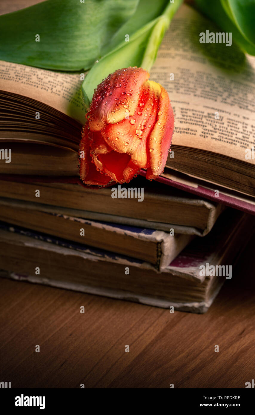 The red tulip on the old books Stock Photo - Alamy