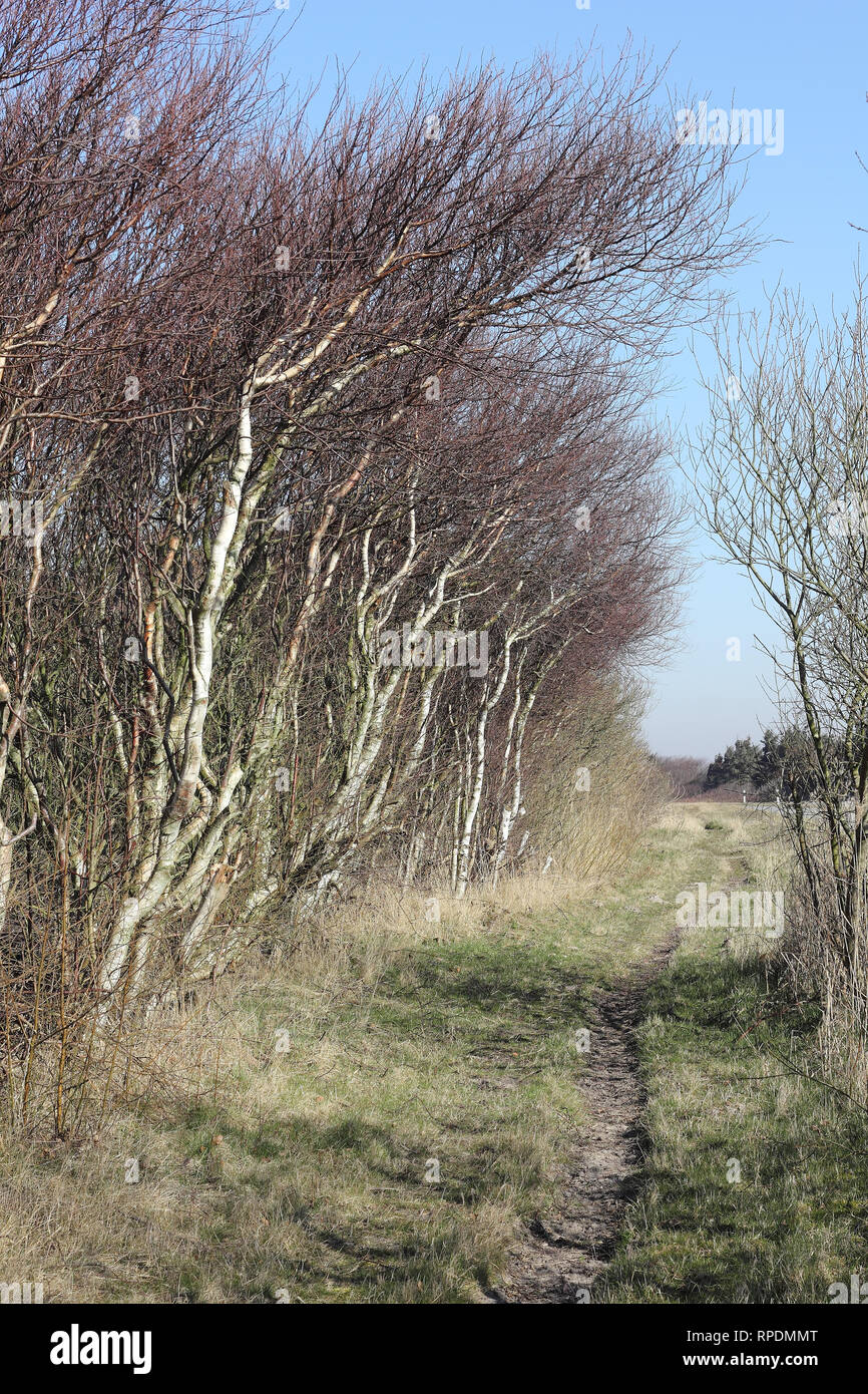 Wind-swept trees on the Island of Sylt Stock Photo - Alamy