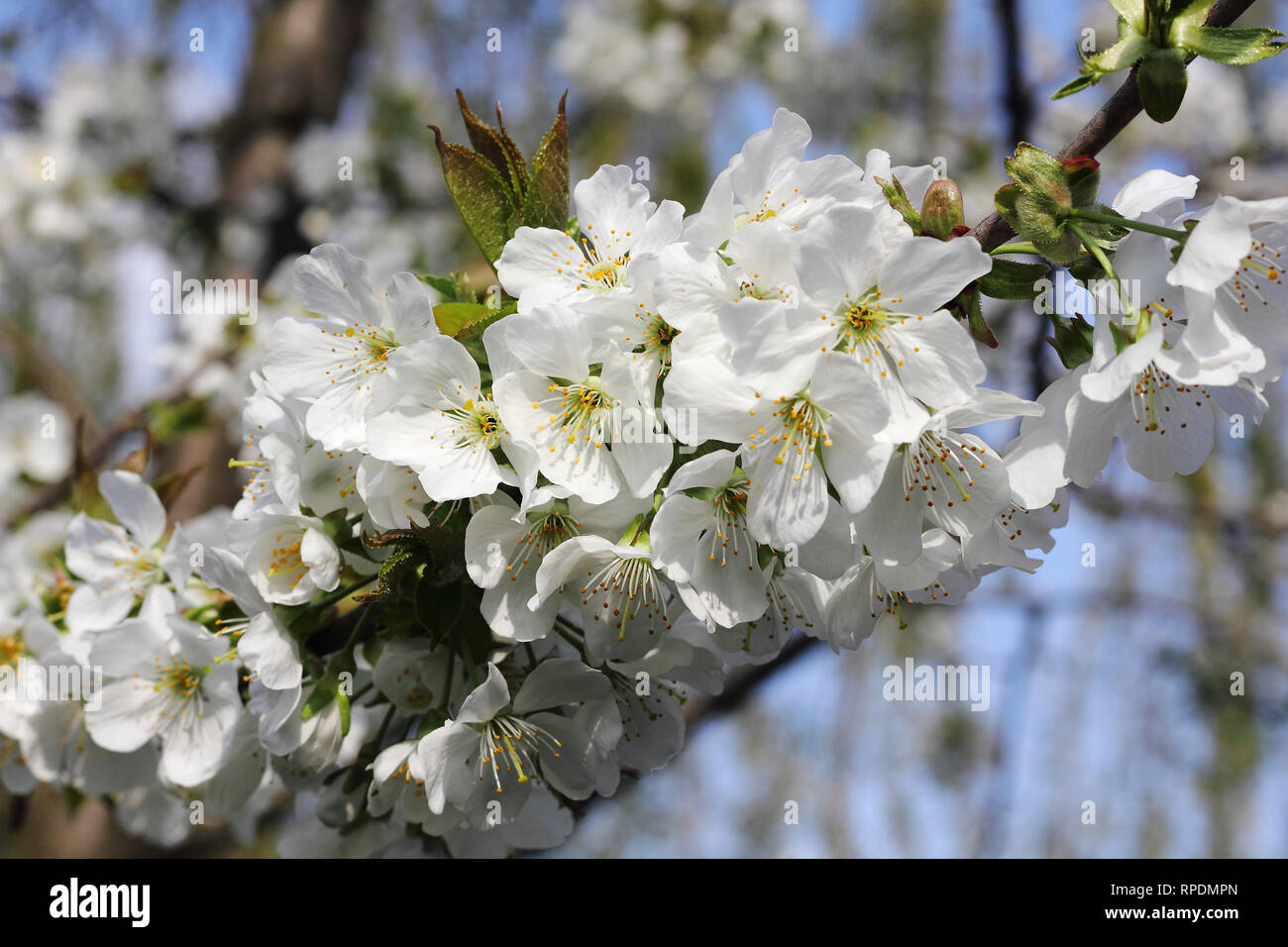 Yellow cherry tree fruit hi-res stock photography and images - Alamy