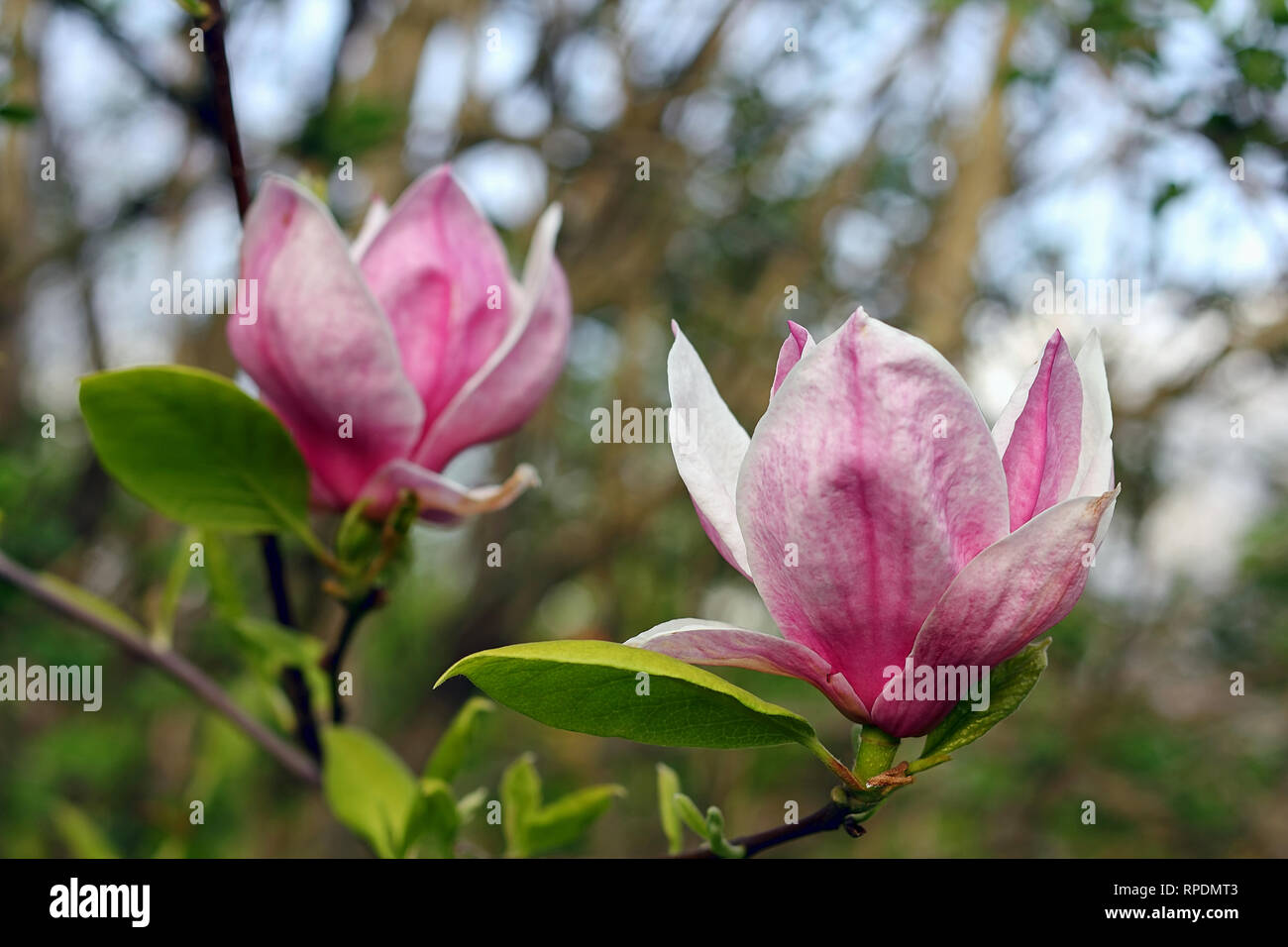 Two Magnolia blossoms Stock Photo - Alamy