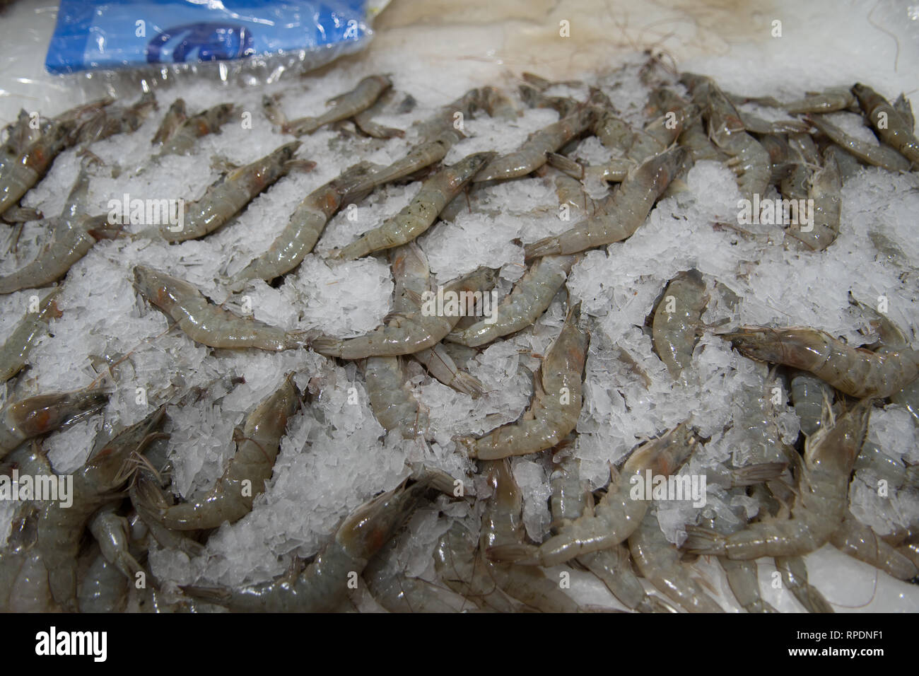 Fresh fish for sale at the modern fish market located in Dubai Stock ...