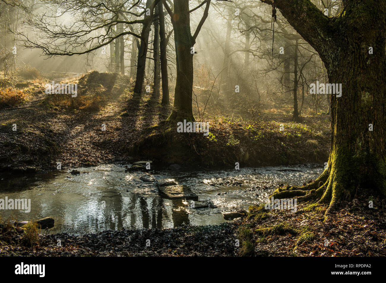 Royal forest of dean hi-res stock photography and images - Alamy
