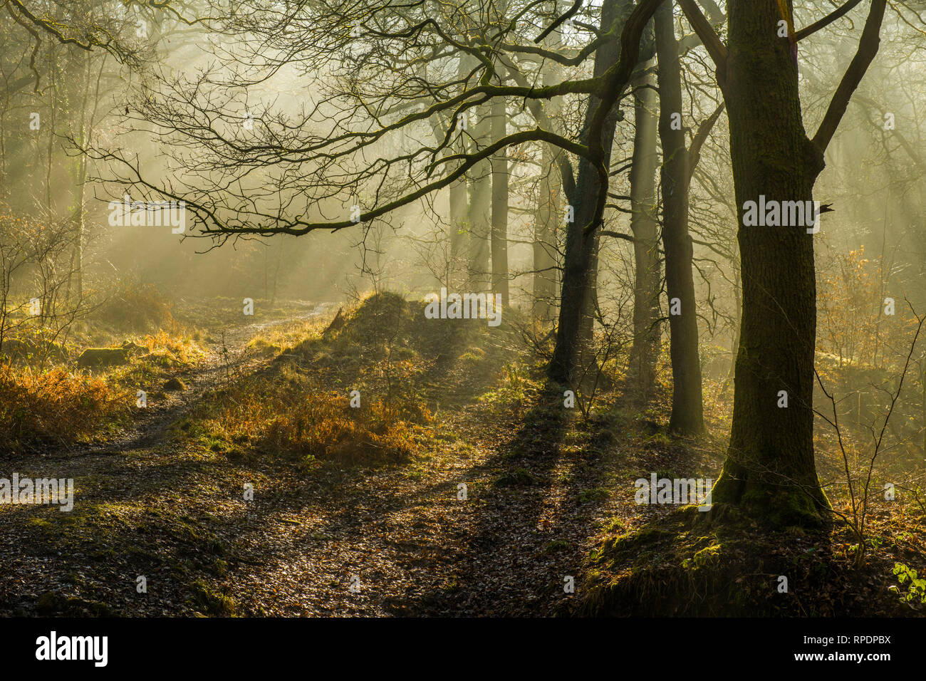 Royal forest of dean hi-res stock photography and images - Alamy