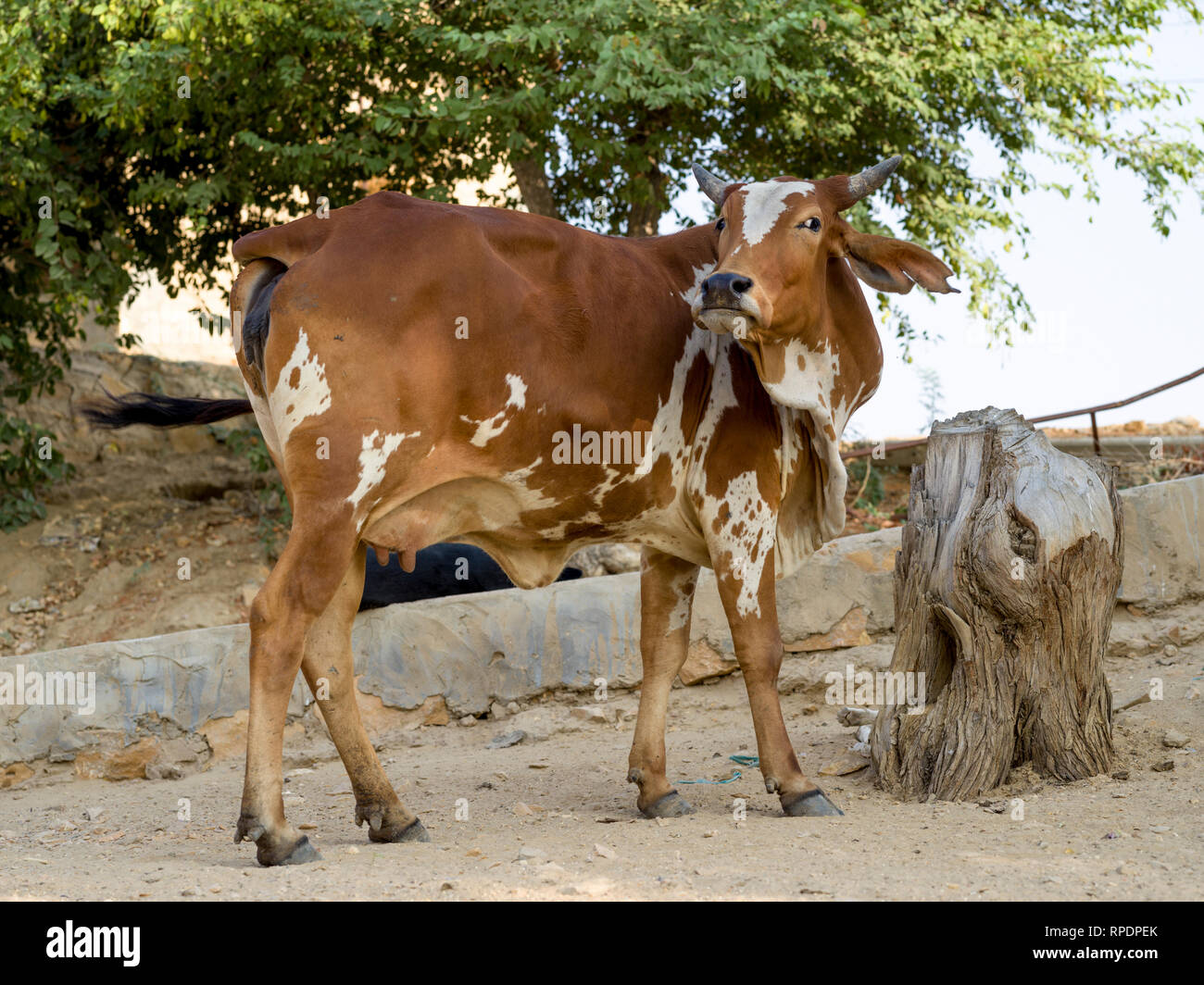 Standing rainwater hi-res stock photography and images - Alamy