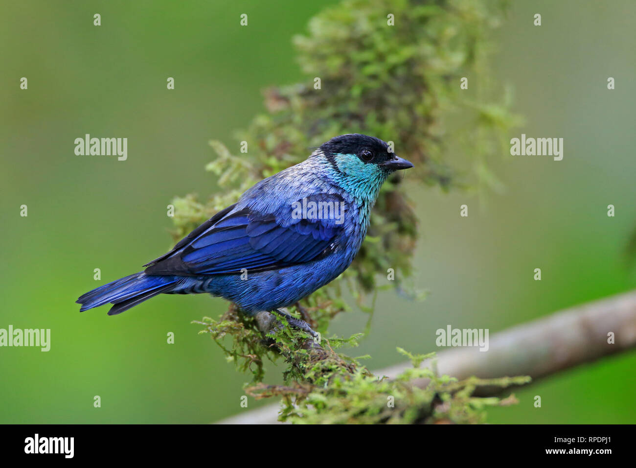 Black-capped Tanager at San Tadeo Ecuador Stock Photo - Alamy