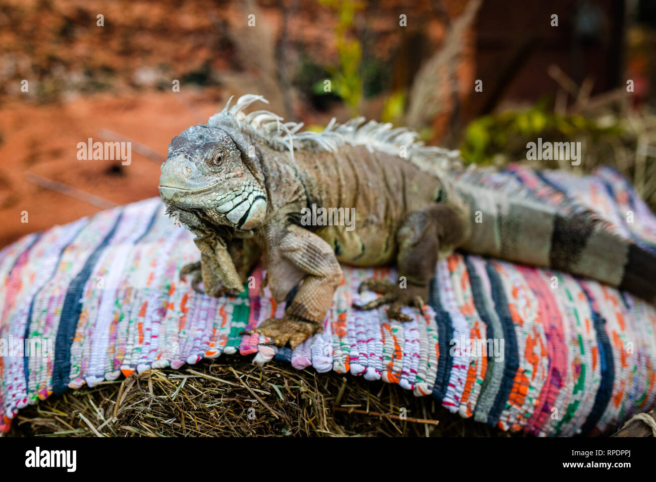 Male Green Iguana as a pet. Outdoor children party Stock Photo - Alamy