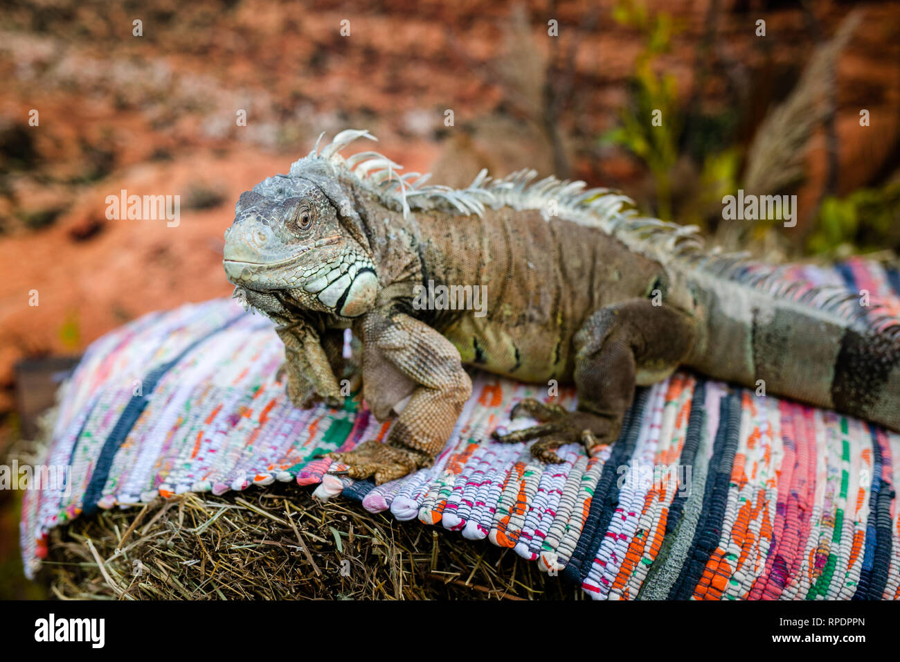 Male Green Iguana as a pet. Outdoor children party Stock Photo - Alamy