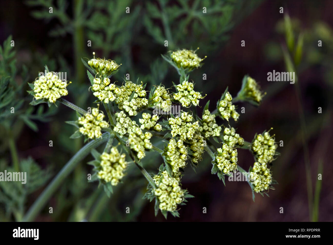 Woolly fruited lomatium hi-res stock photography and images - Alamy