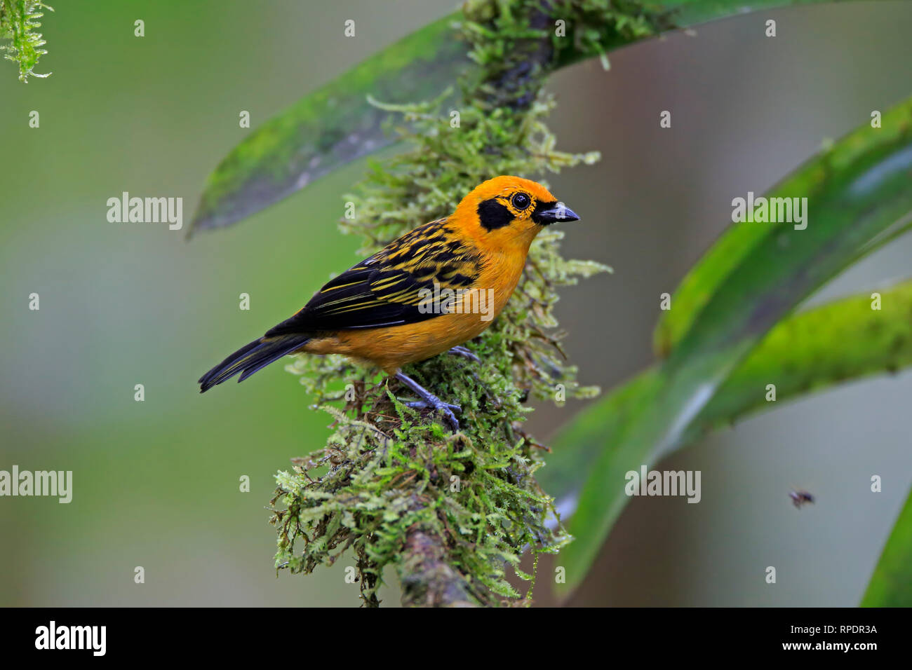 Tanager of ecuador hi-res stock photography and images - Alamy