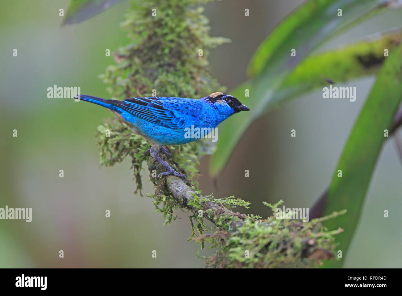Golden-naped Tanager at San Tadeo Ecuador Stock Photo - Alamy