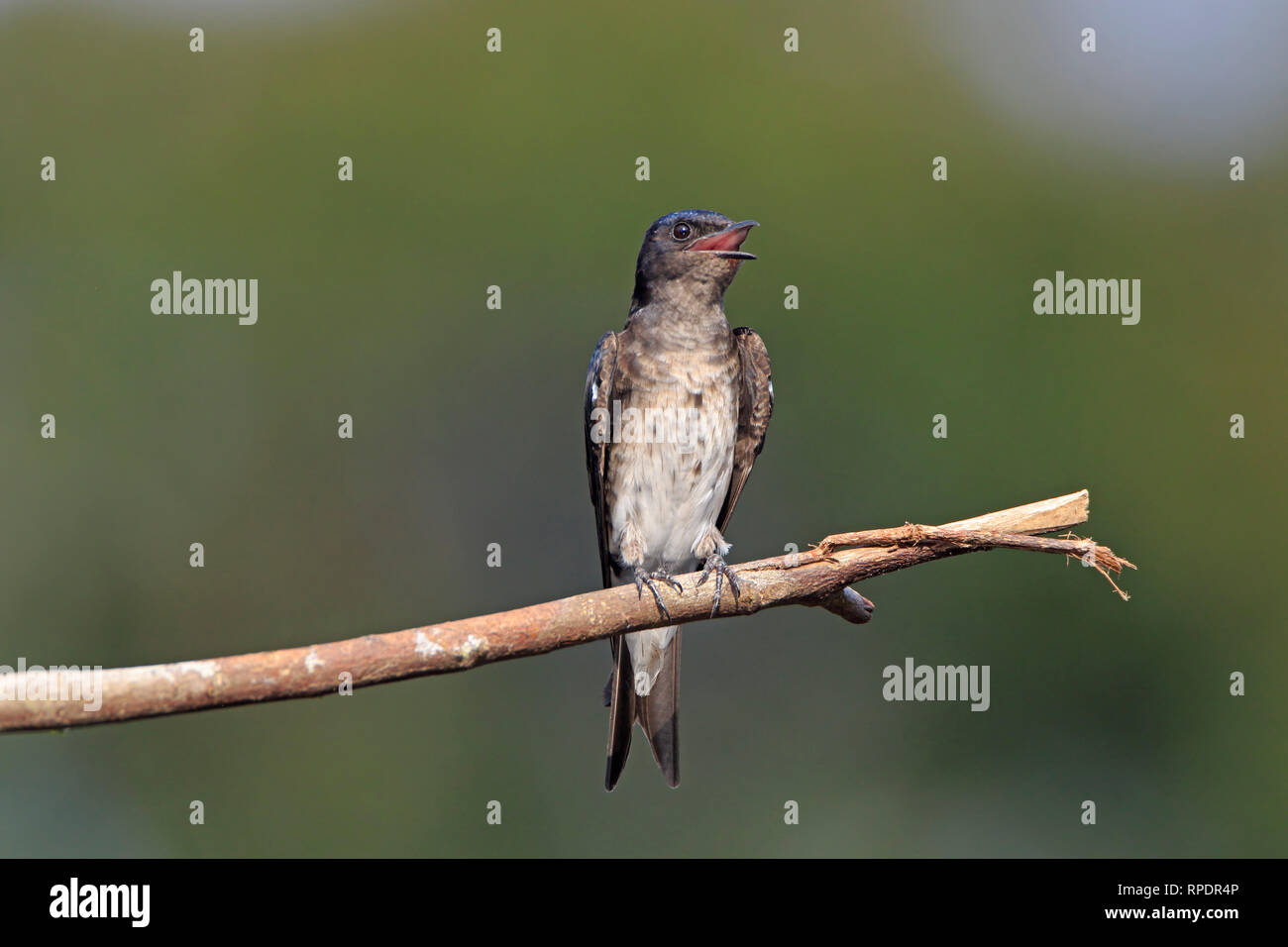 Grey breasted martin progne chalybea hi-res stock photography and ...