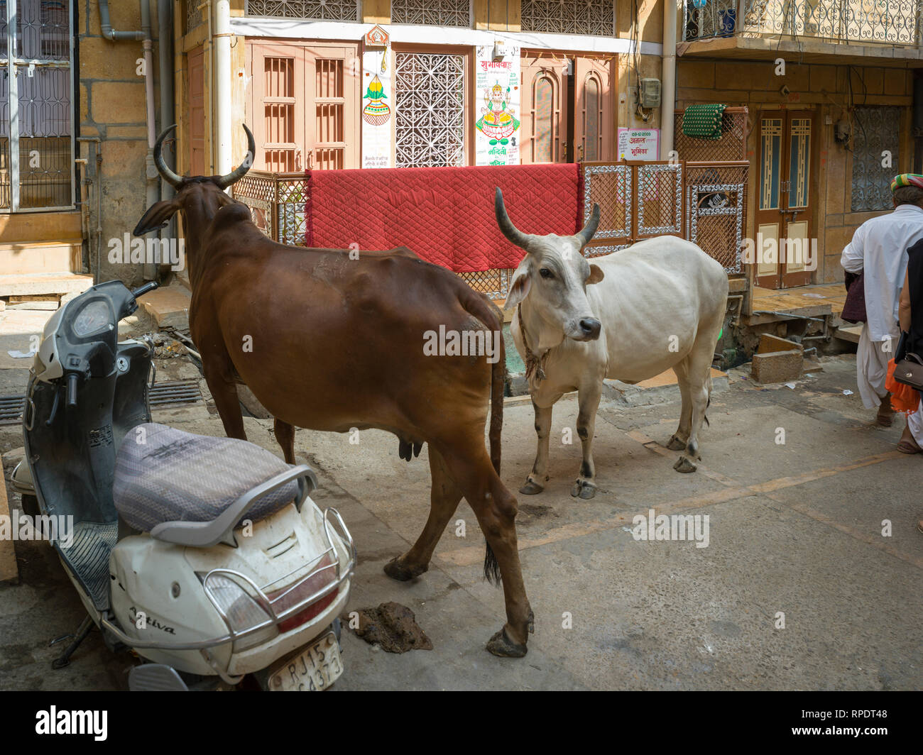 Stray cows on street, Jaisalmer Fort, Jaisalmer, Rajasthan, India Stock ...