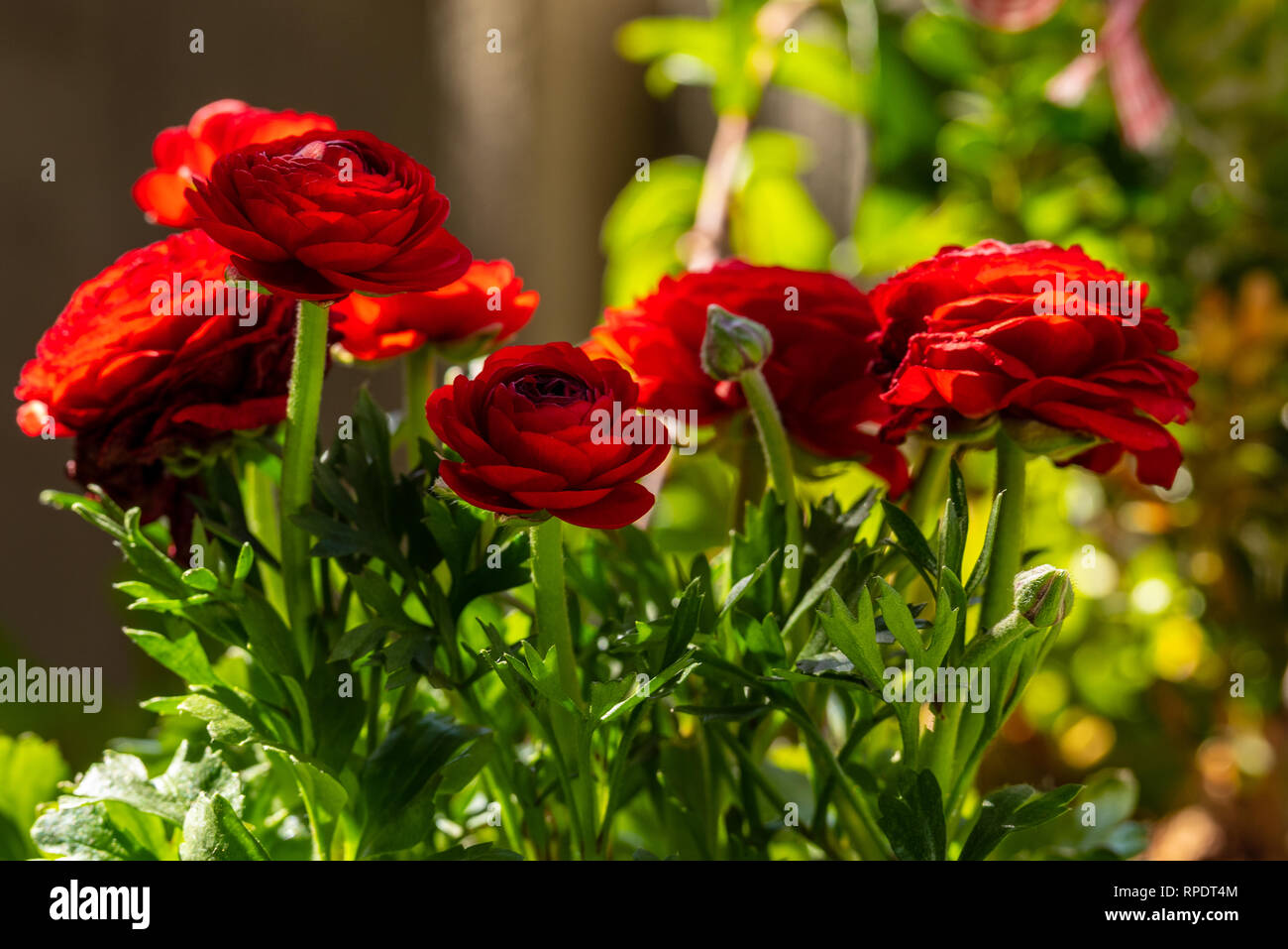 Ranunculus bud hi-res stock photography and images - Alamy