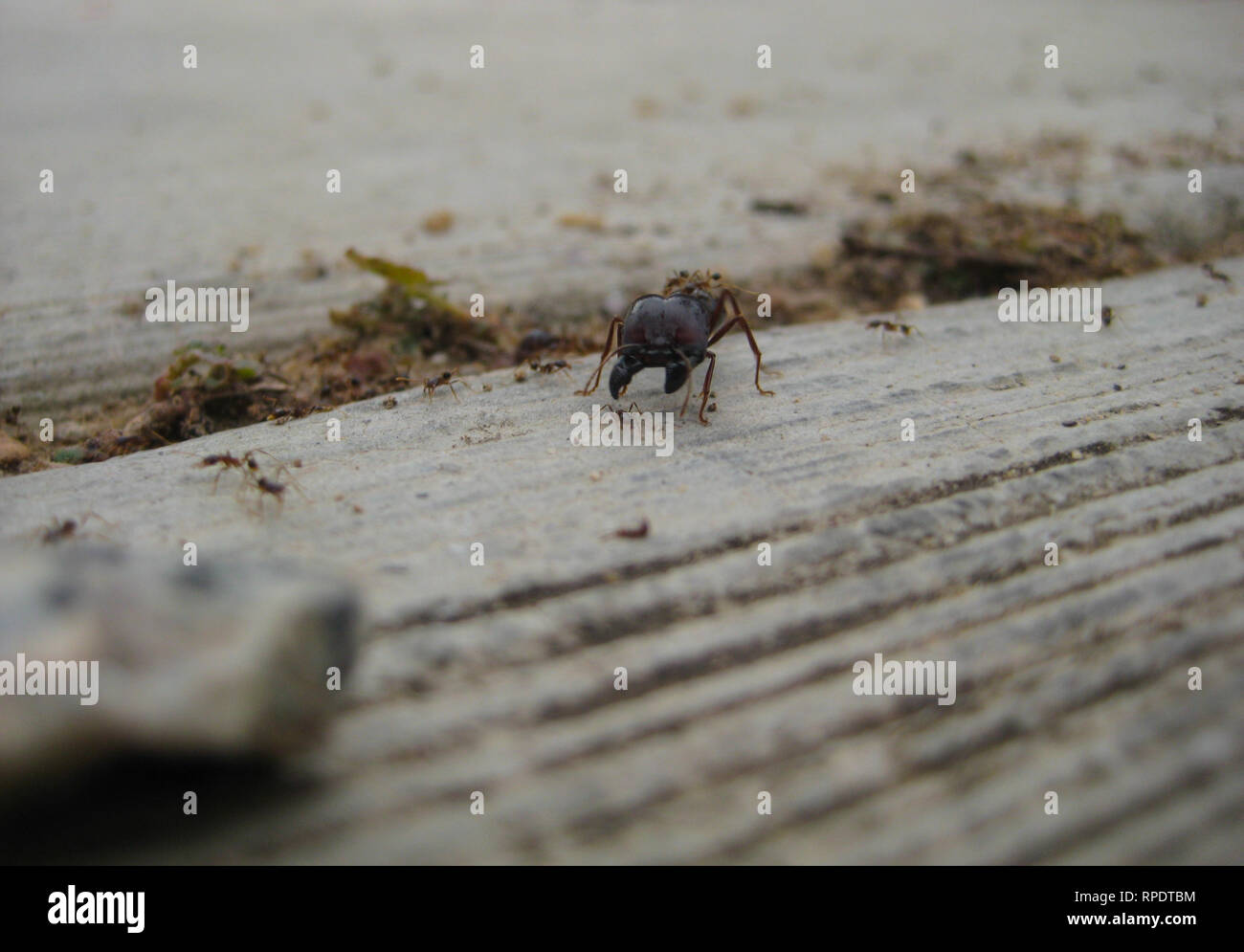 Ants in asia hi-res stock photography and images - Alamy