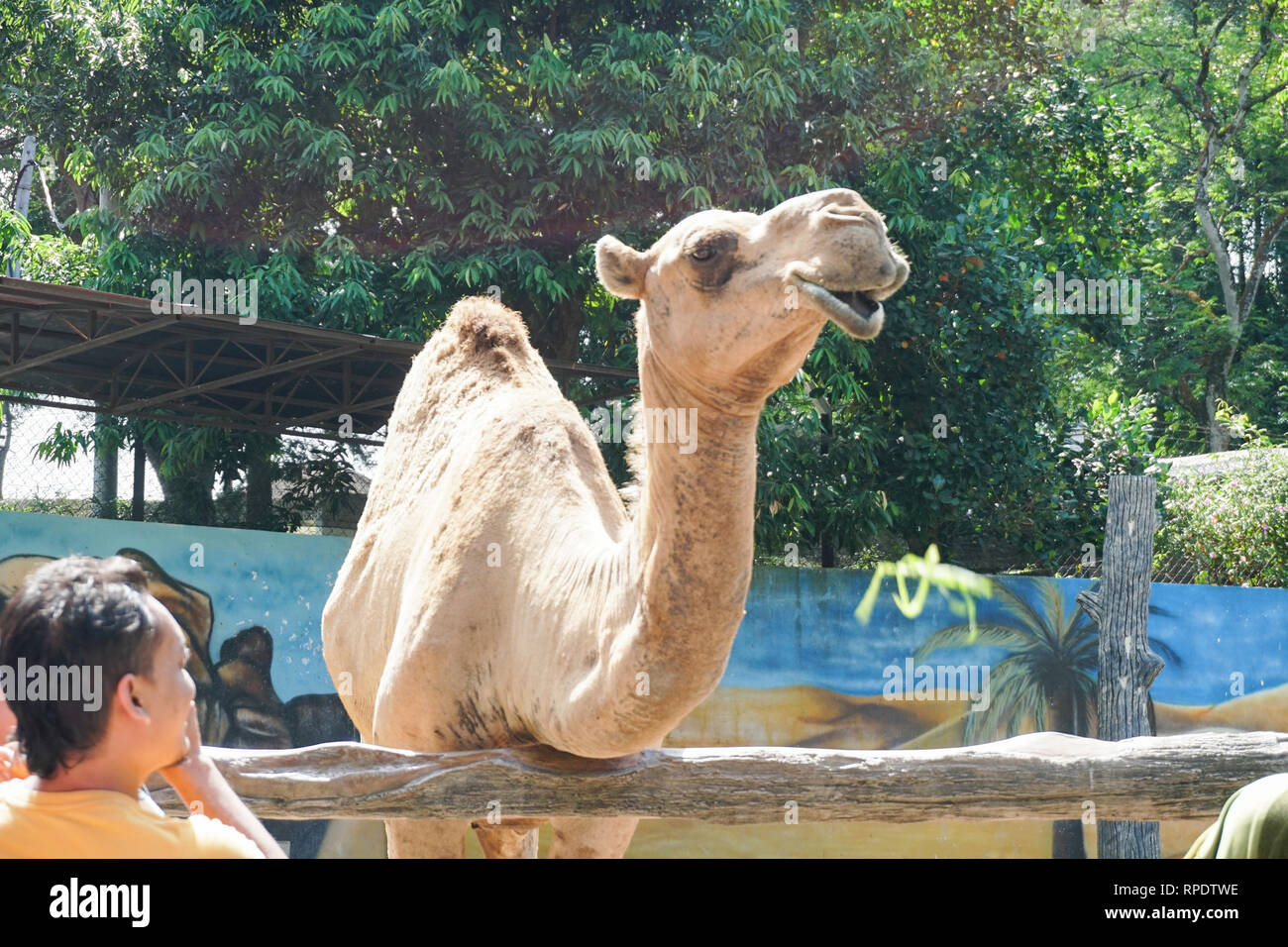 Baby camel feeding hi-res stock photography and images - Alamy