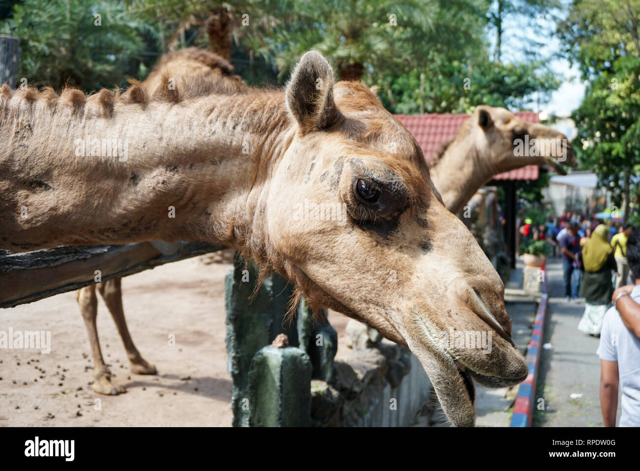 Baby camel feeding hi-res stock photography and images - Alamy