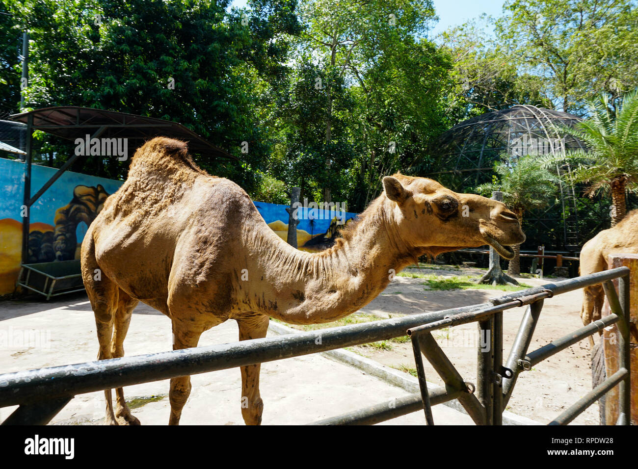 Camel in a zoo captivity - image Stock Photo - Alamy