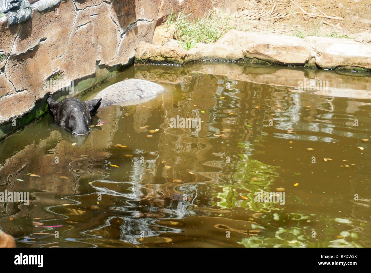 The Malayan tapir (Tapirus indicus), also called the Asian tapir, is ...