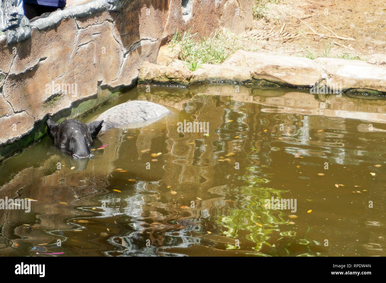 The Malayan tapir (Tapirus indicus), also called the Asian tapir, is ...
