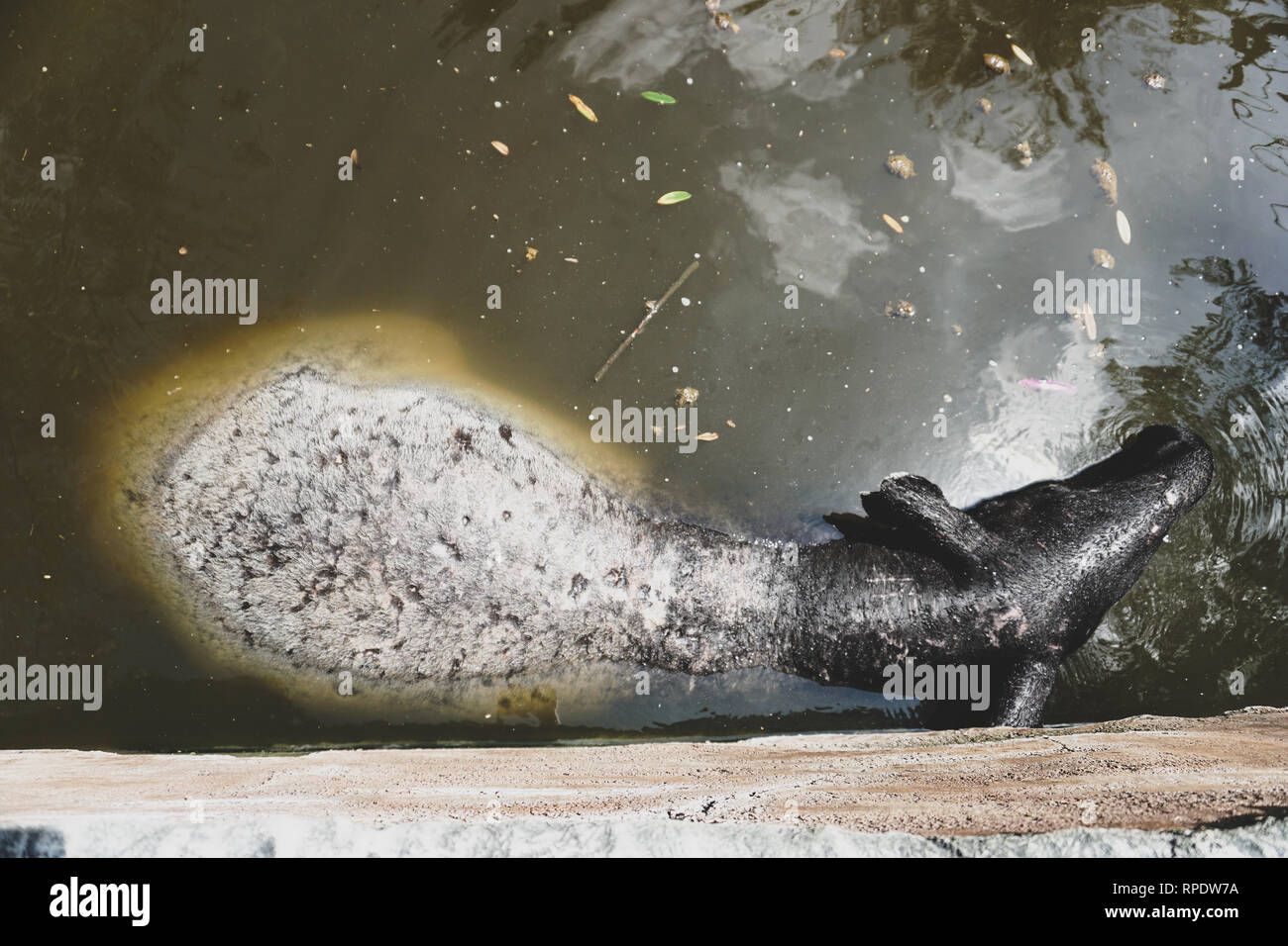 The Malayan tapir (Tapirus indicus), also called the Asian tapir, is ...