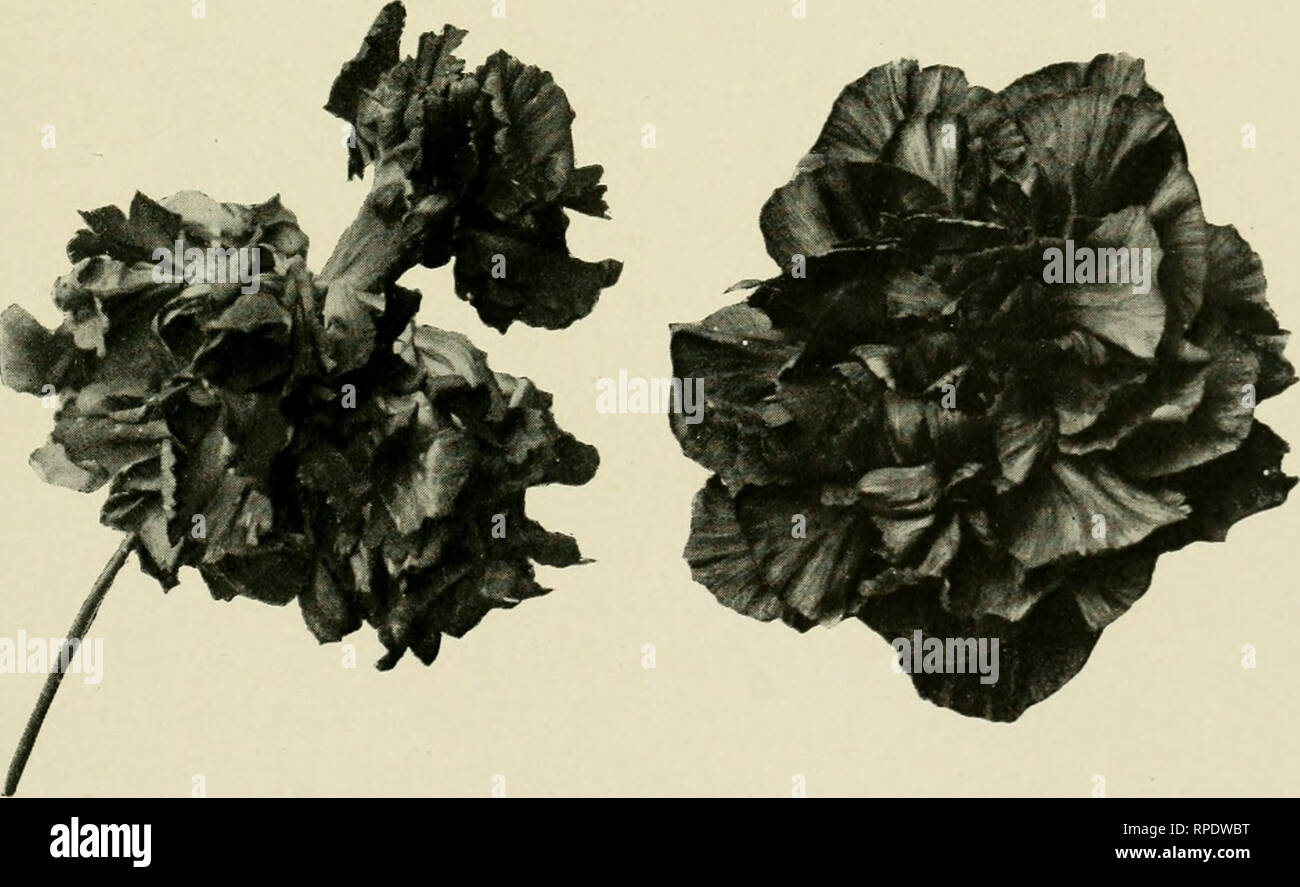 . The American carnation; How to grow it. Ward, Charles Willis. Anemone ...