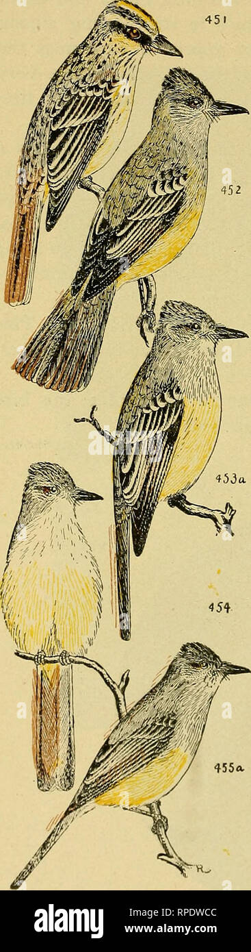 Birds chart identification bird hi-res stock photography and images - Alamy