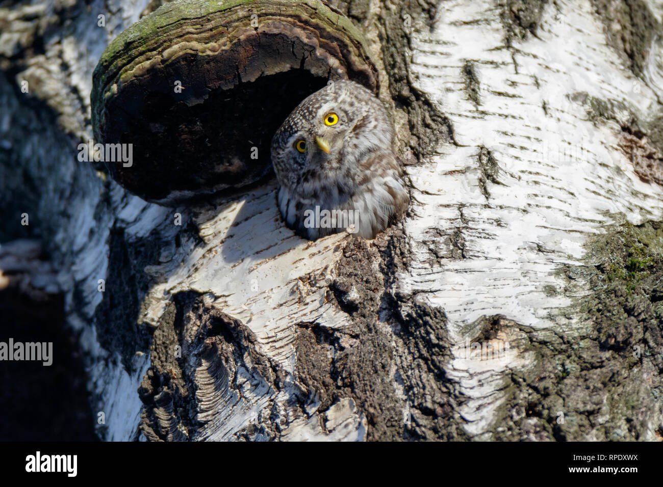 Pygmy Owl (Glaucidium passerinum). Russia, Moscow Stock Photo - Alamy