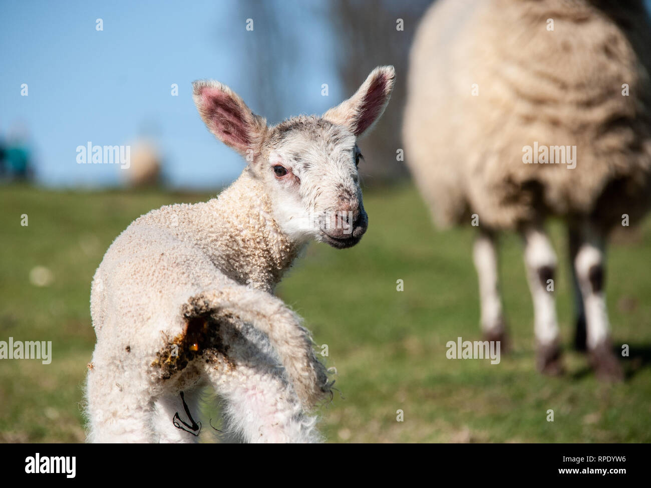 Cheeky lamb hi-res stock photography and images - Alamy