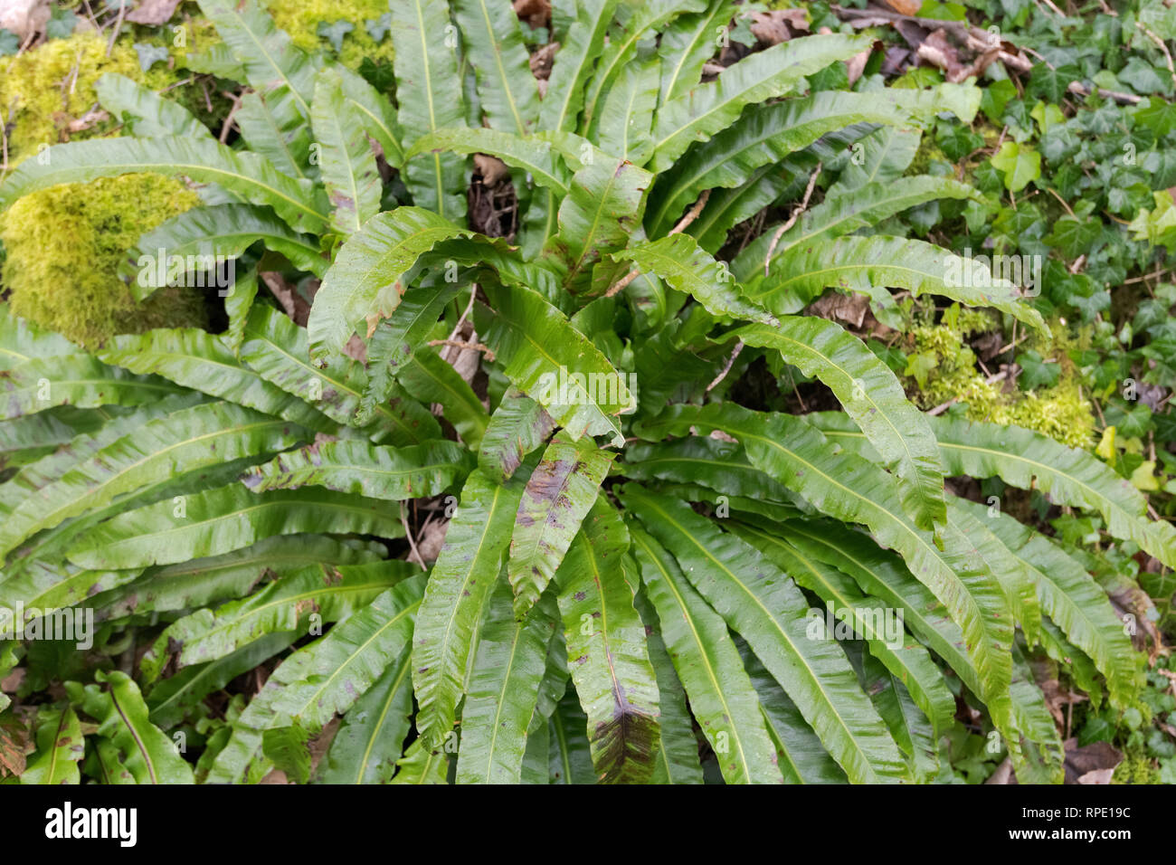 Asplenium scolopendrium, Hart's-Tongue Fern Stock Photo - Alamy