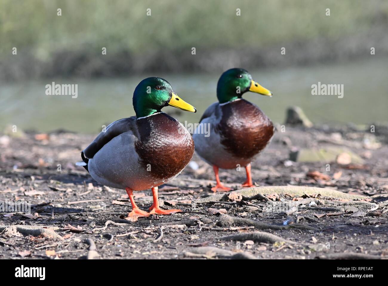 Two male mallards in the Nature Reserve in New Mills, Derbyshire Stock ...
