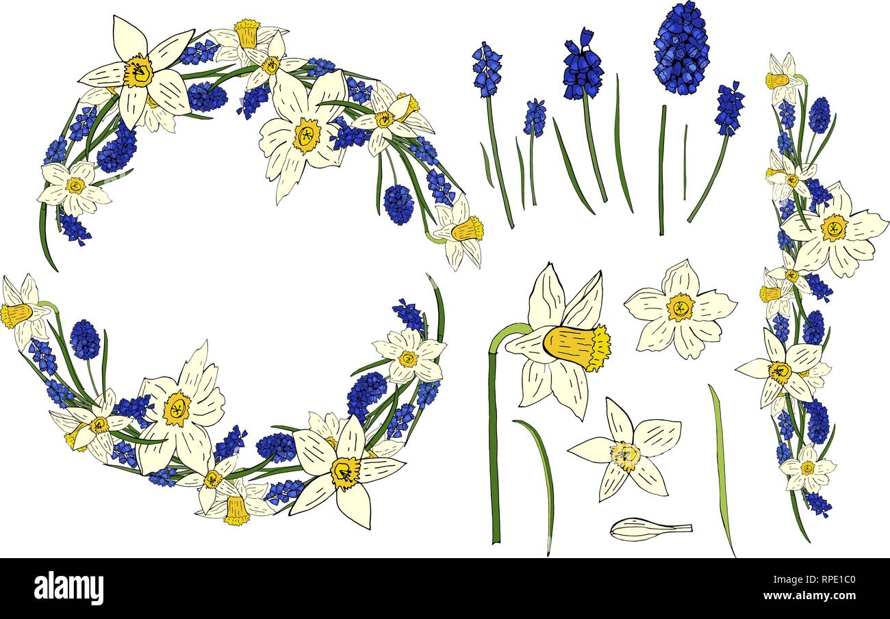Spring collection with daffodil flowers and mouse hyacinth on the white ...