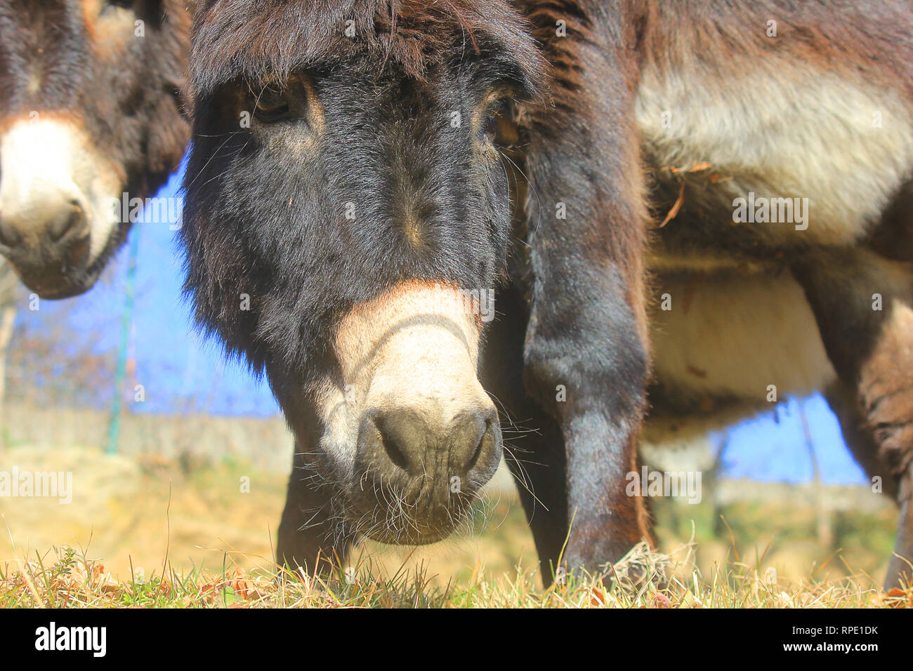Close up of a donkey hi-res stock photography and images - Alamy