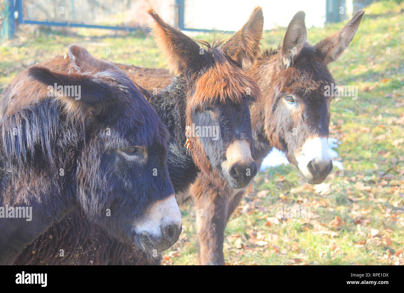 some donkeys in the farm Stock Photo - Alamy
