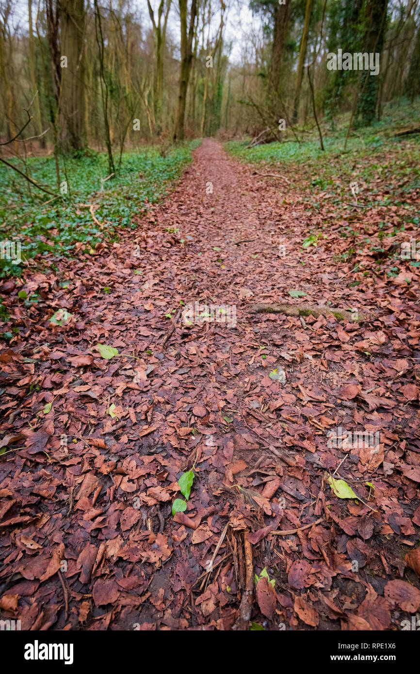 East dean woods hi-res stock photography and images - Alamy
