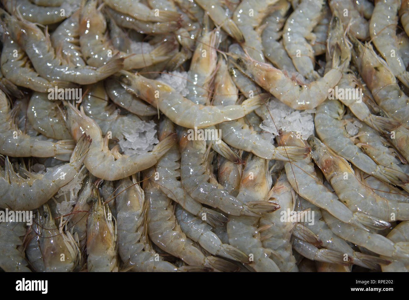 Fresh prawns for sale at the modern fish market located in Dubai Stock ...