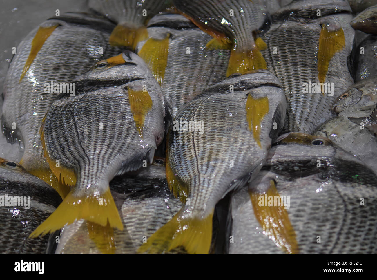 Fresh fish for sale at the modern fish market located in Dubai Stock ...