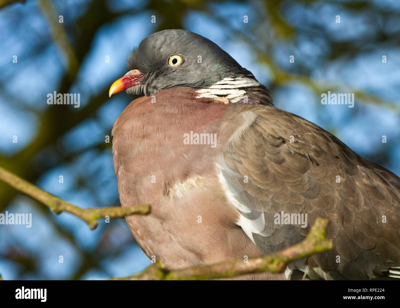 Portrait of a Wood pigeon Stock Photo - Alamy