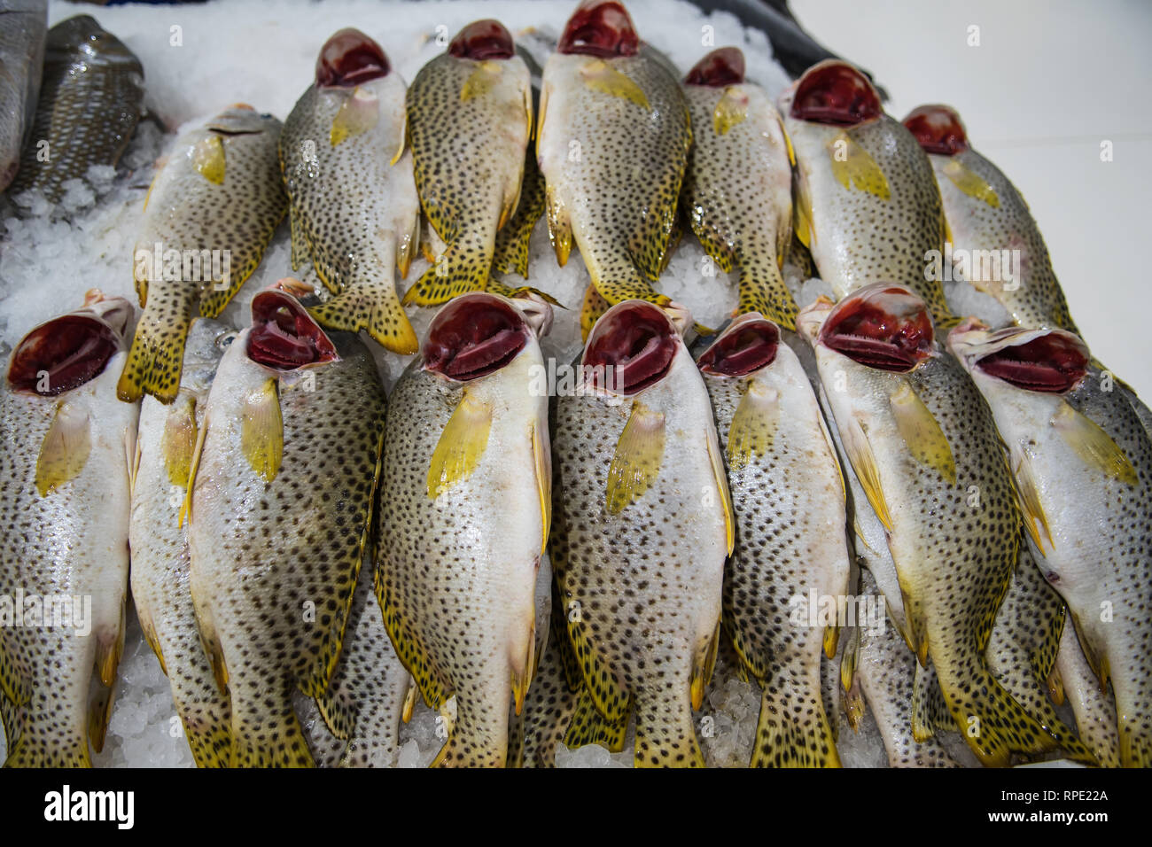Fresh fish for sale at the modern fish market located in Dubai Stock ...