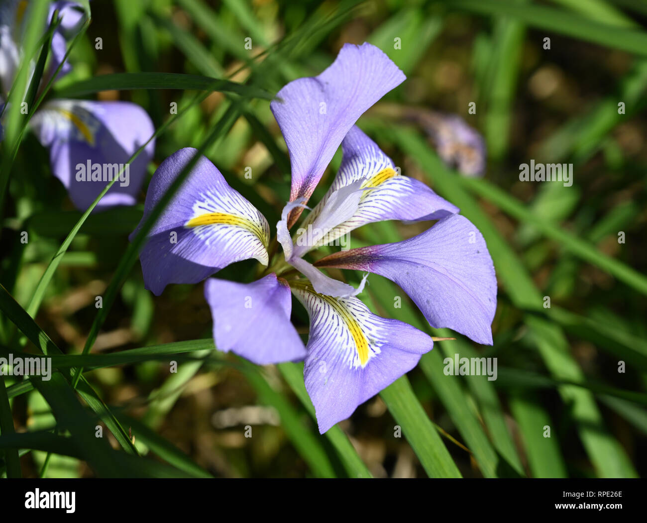 Dwarf wild iris hi-res stock photography and images - Alamy