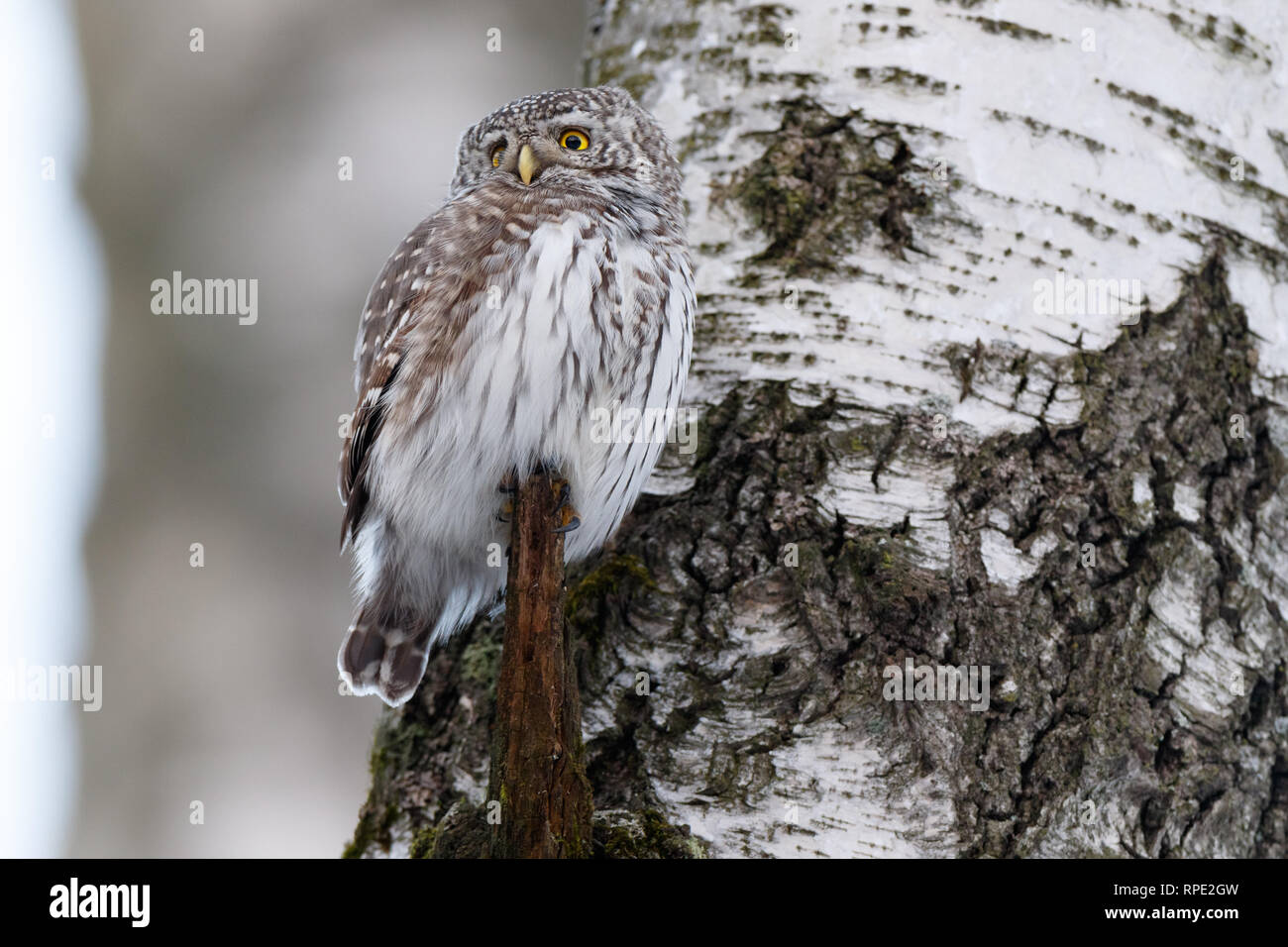 Pygmy Owl (Glaucidium passerinum). Russia, Moscow Stock Photo - Alamy