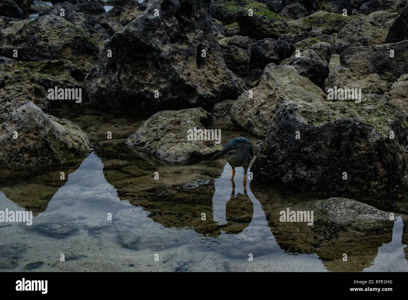 Bird hunting fish in tide pool Stock Photo - Alamy