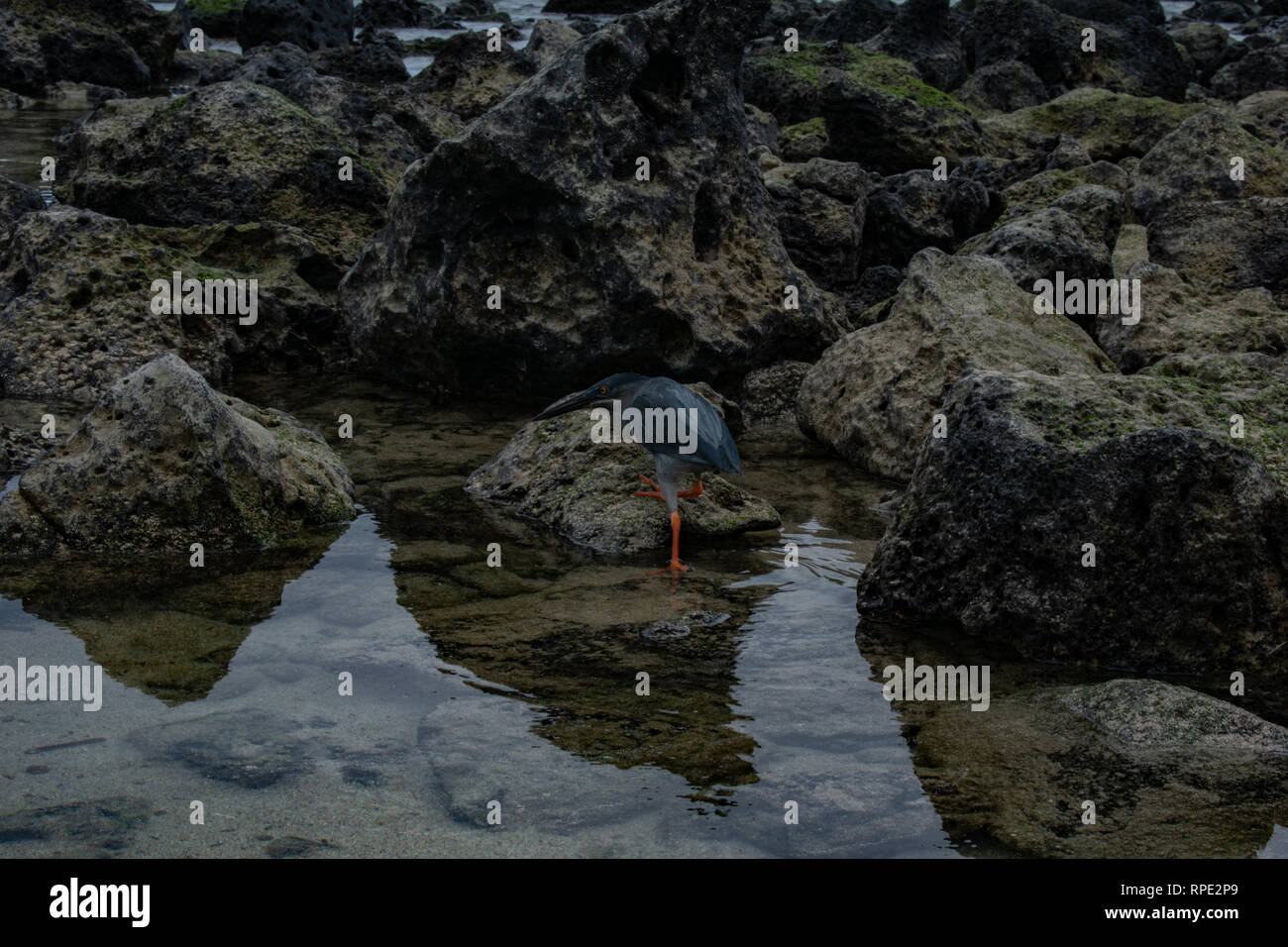 Bird hunting fish in tide pool Stock Photo - Alamy