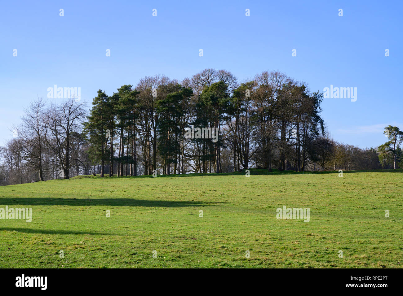 Copse on hill hi-res stock photography and images - Alamy