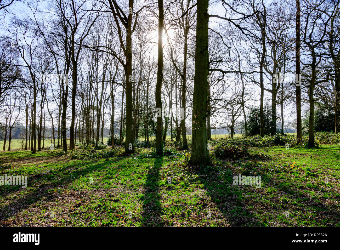 Spring Woodland Scene Stock Photo - Alamy