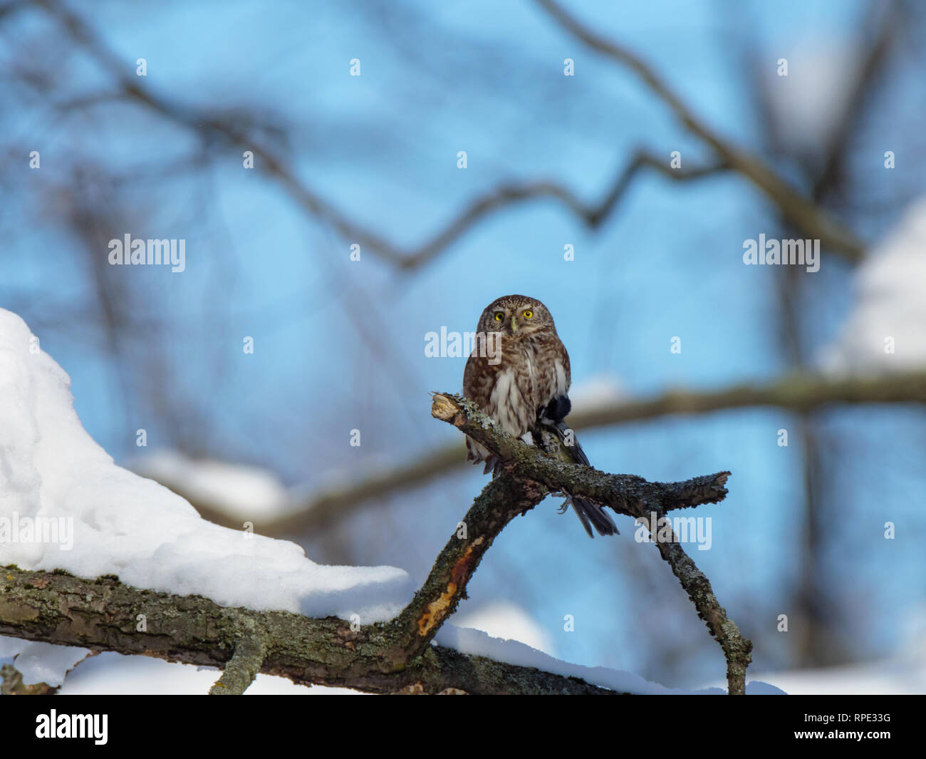 Pygmy Owl (Glaucidium passerinum). Russia, Moscow Stock Photo - Alamy