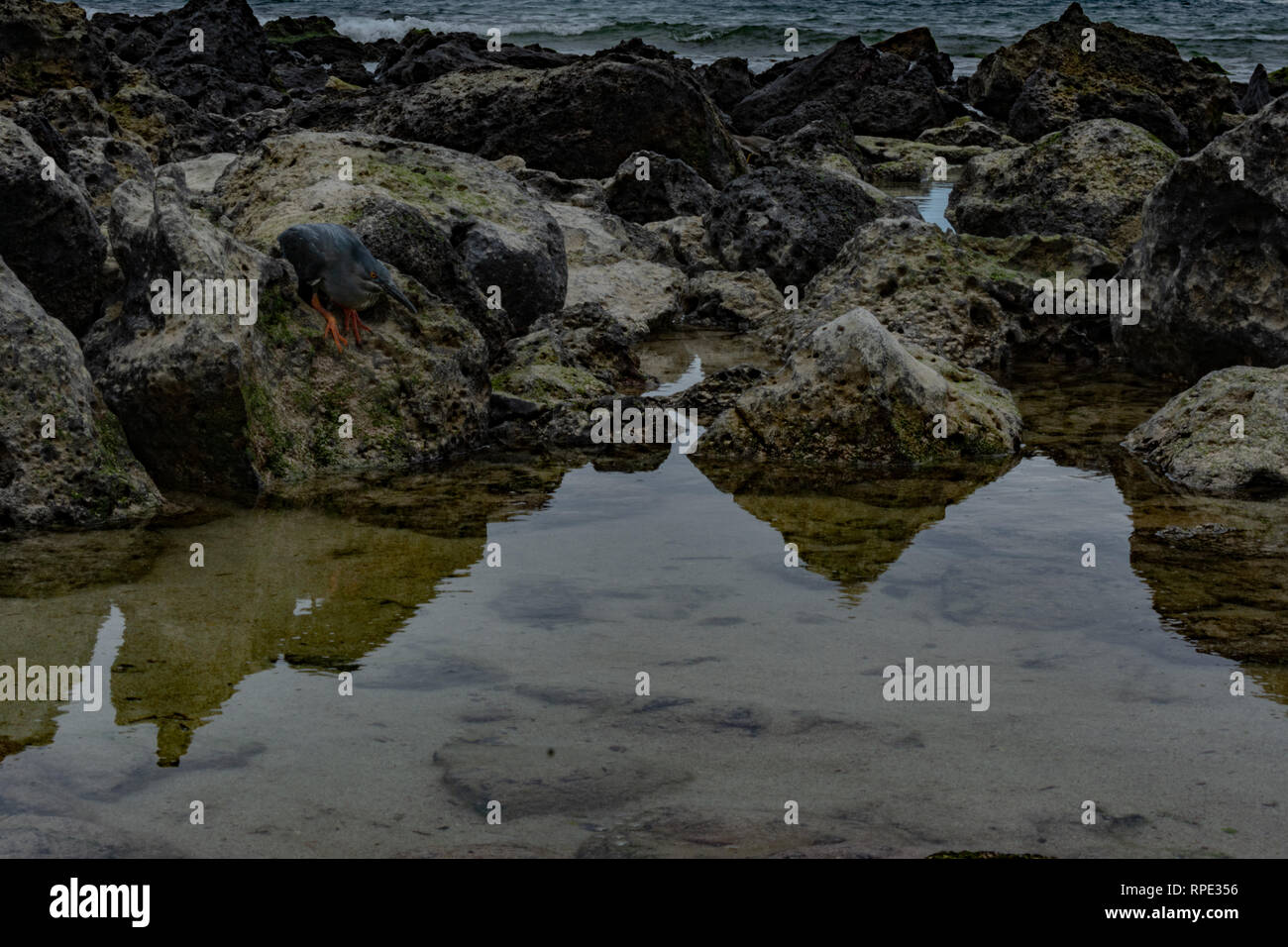 Bird hunting fish in tide pool Stock Photo - Alamy