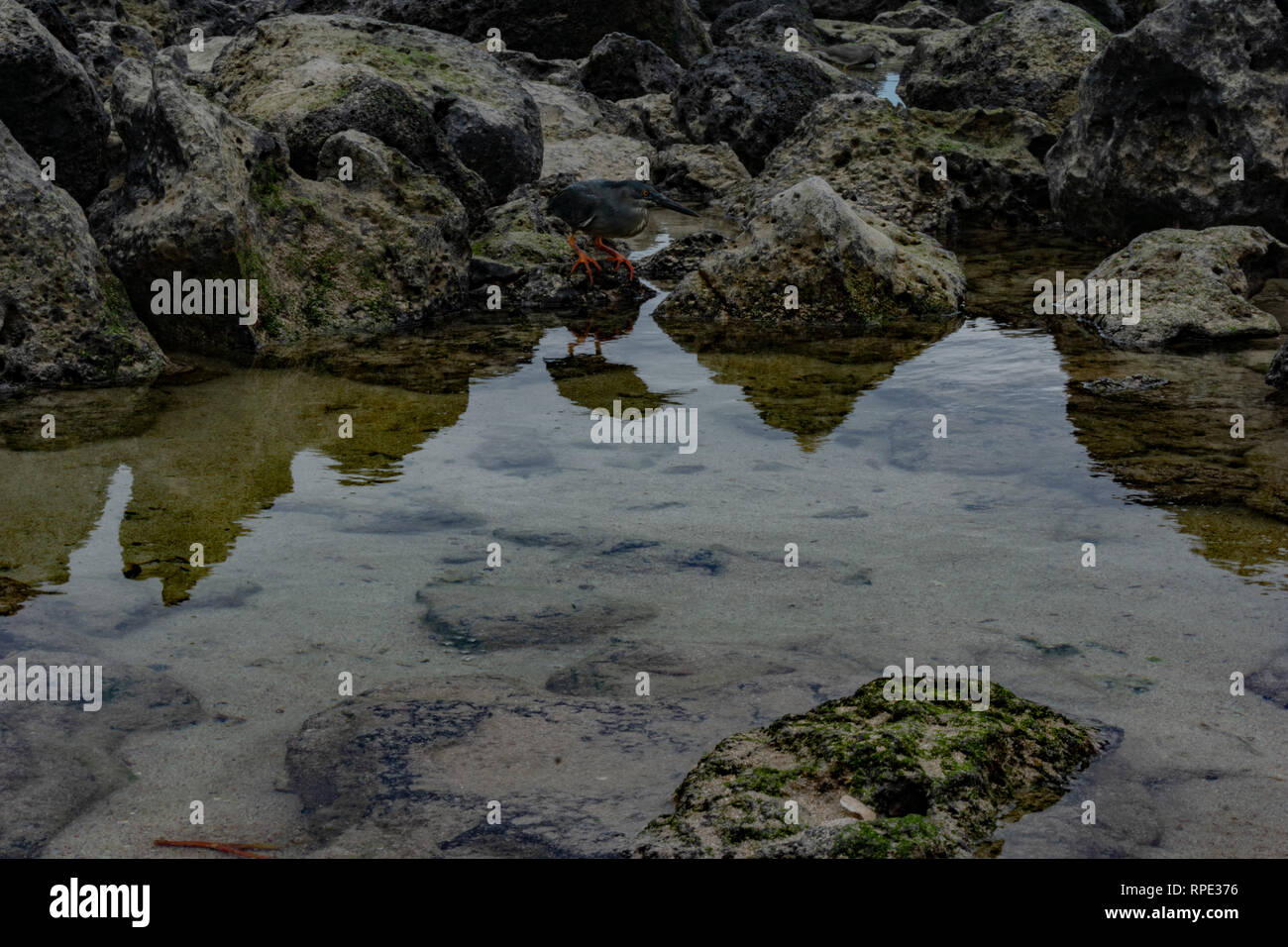 Bird hunting fish in tide pool Stock Photo - Alamy